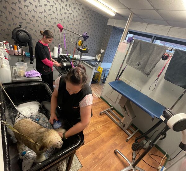 Caring, Professional, Dog Grooming - Hayley’s Happy Paws